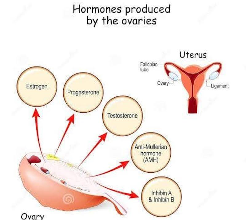 Unveiling the Role of Anti-Mullerian Hormone (AMH): A Crucial Player in ...